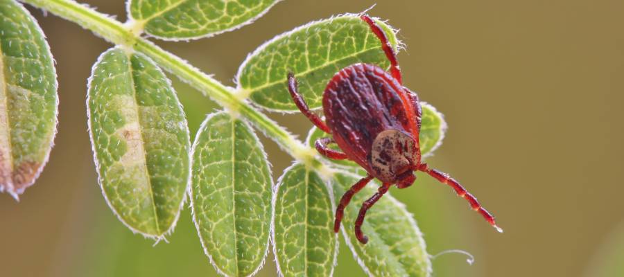 Dealing with Late Summer Pests | Russell’s Pest Control - Pest Control ...