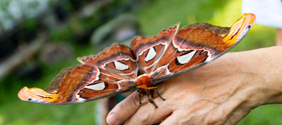 What to Know About the Giant Atlas Moth | Russell’s Pest Control - Pest ...